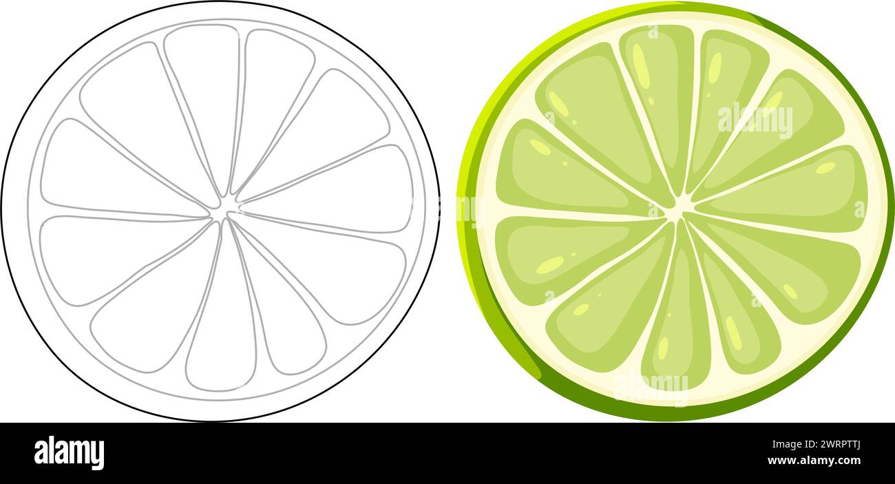 Vector art of a lime and its cross-section Stock Vector Image & Art - Alamy