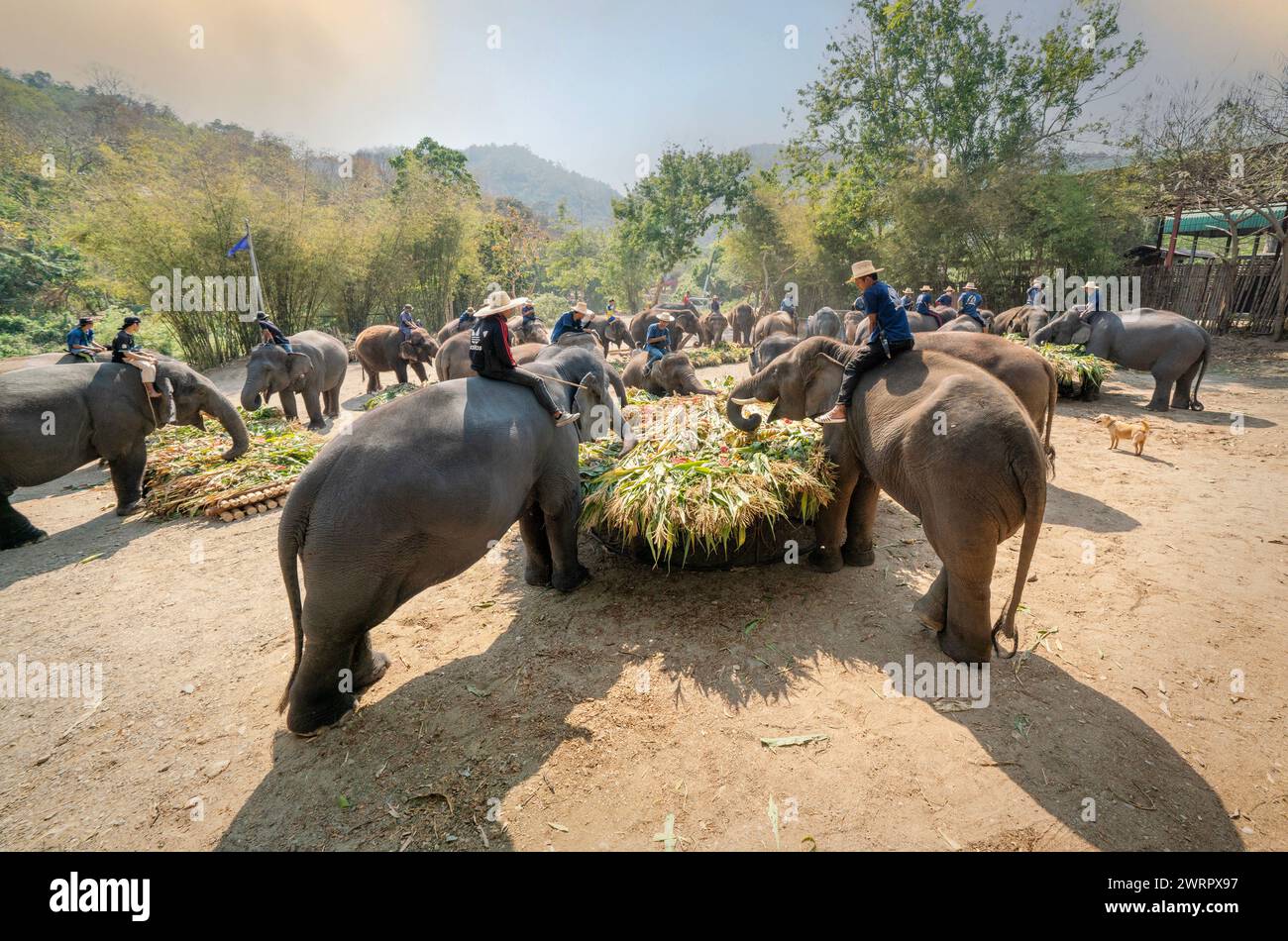 CHIANG MAI THAILAND,13 MARCH 2024 : Thai Elephants enjoying various ...