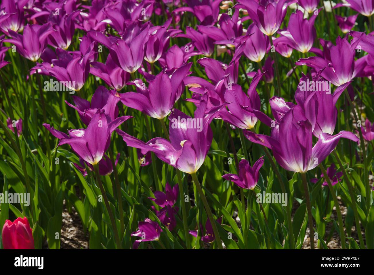 Deep purple tulips colorful brilliantly growing in spring gardens. Full ...