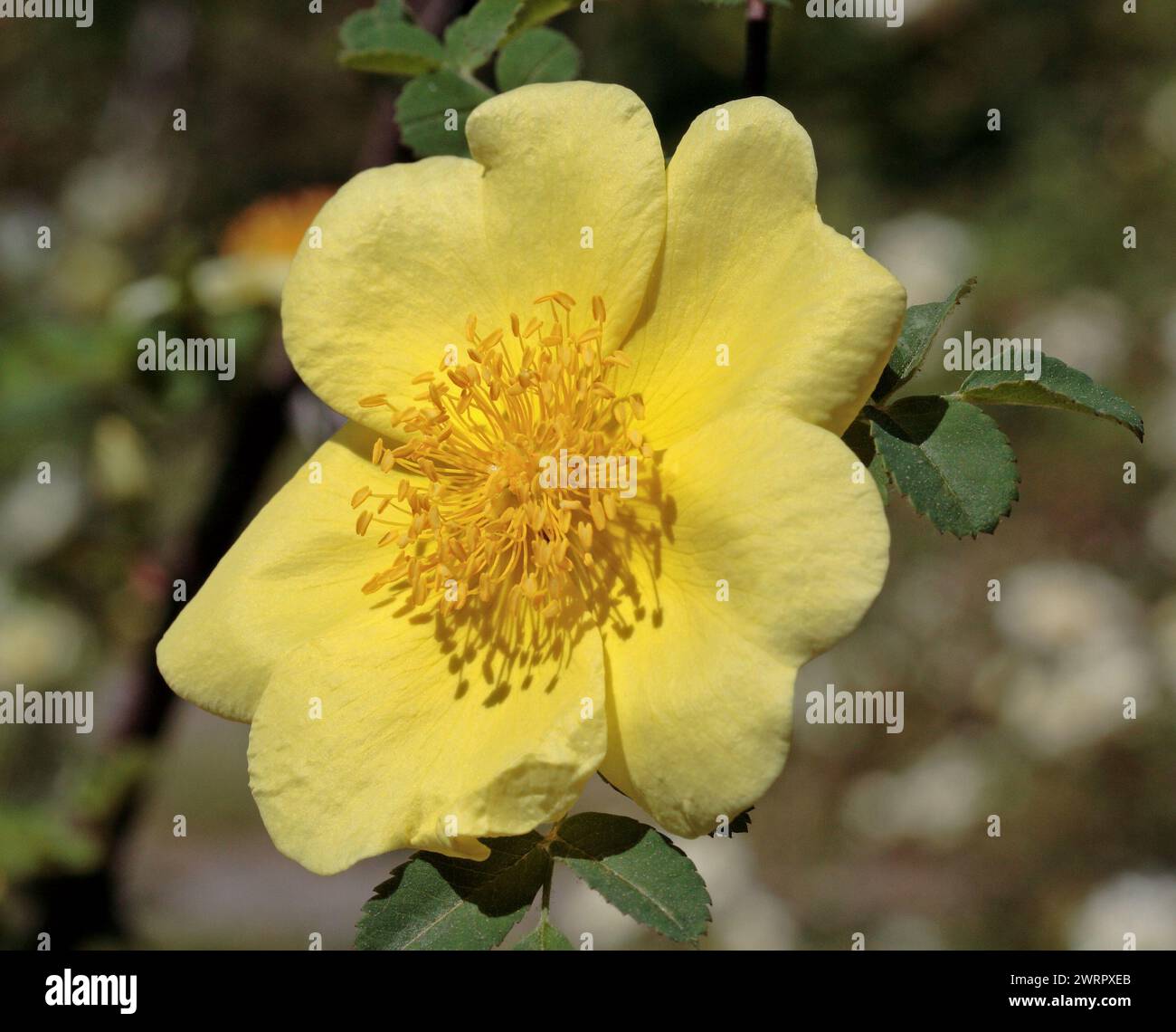 Rosa foetida has yellow simple flowers Stock Photo - Alamy