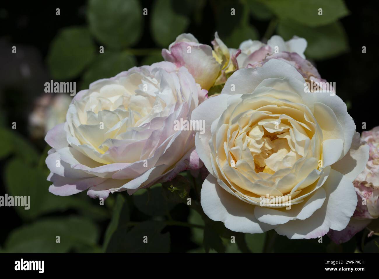 The Rose 'Heritage'is one of the most popular roses of the David Austin ...