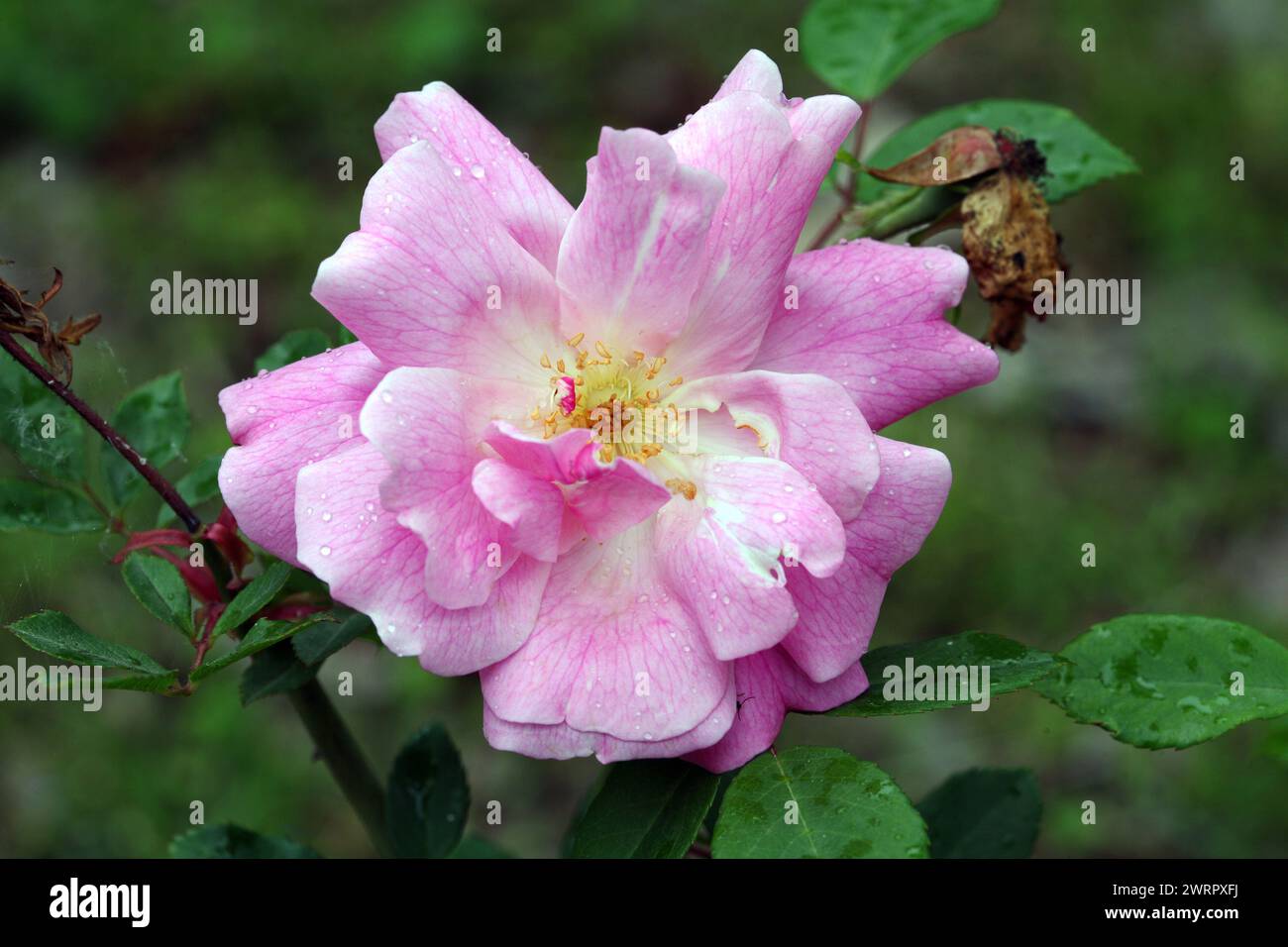 Rosa 'Old Blush' produces graceful clusters of dainty, soft pink ...