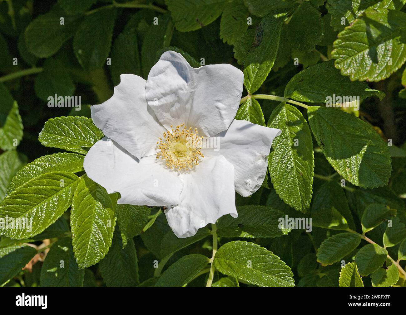 Rosa rugosa 'Alba' has single, white flowers of silky texture with a ...