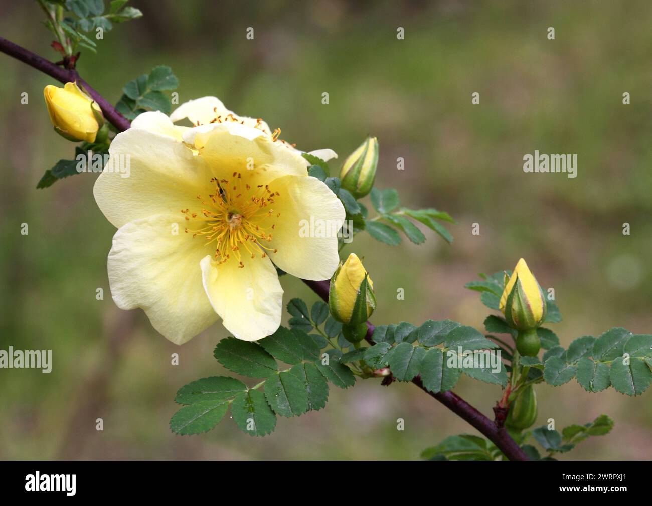 Rosa xanthina f. hugonis also known as the Manchu rose. Yellow flower ...