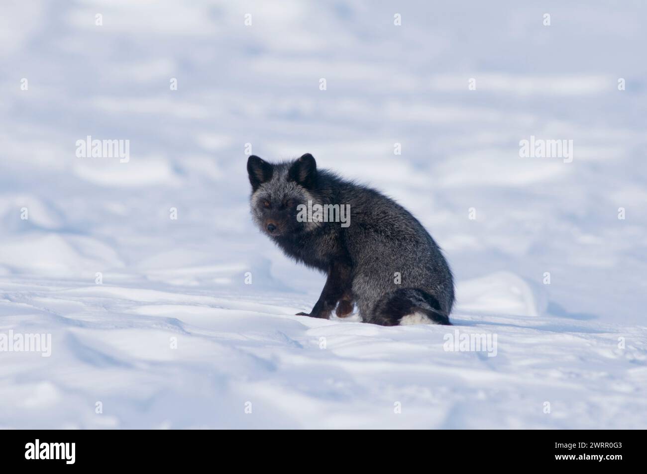 Silver fox profile hi-res stock photography and images - Alamy