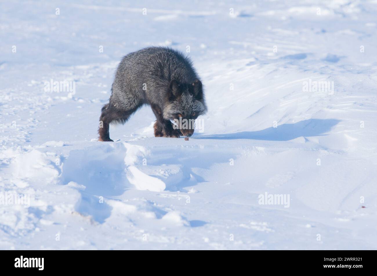 Silver fox profile hi-res stock photography and images - Alamy