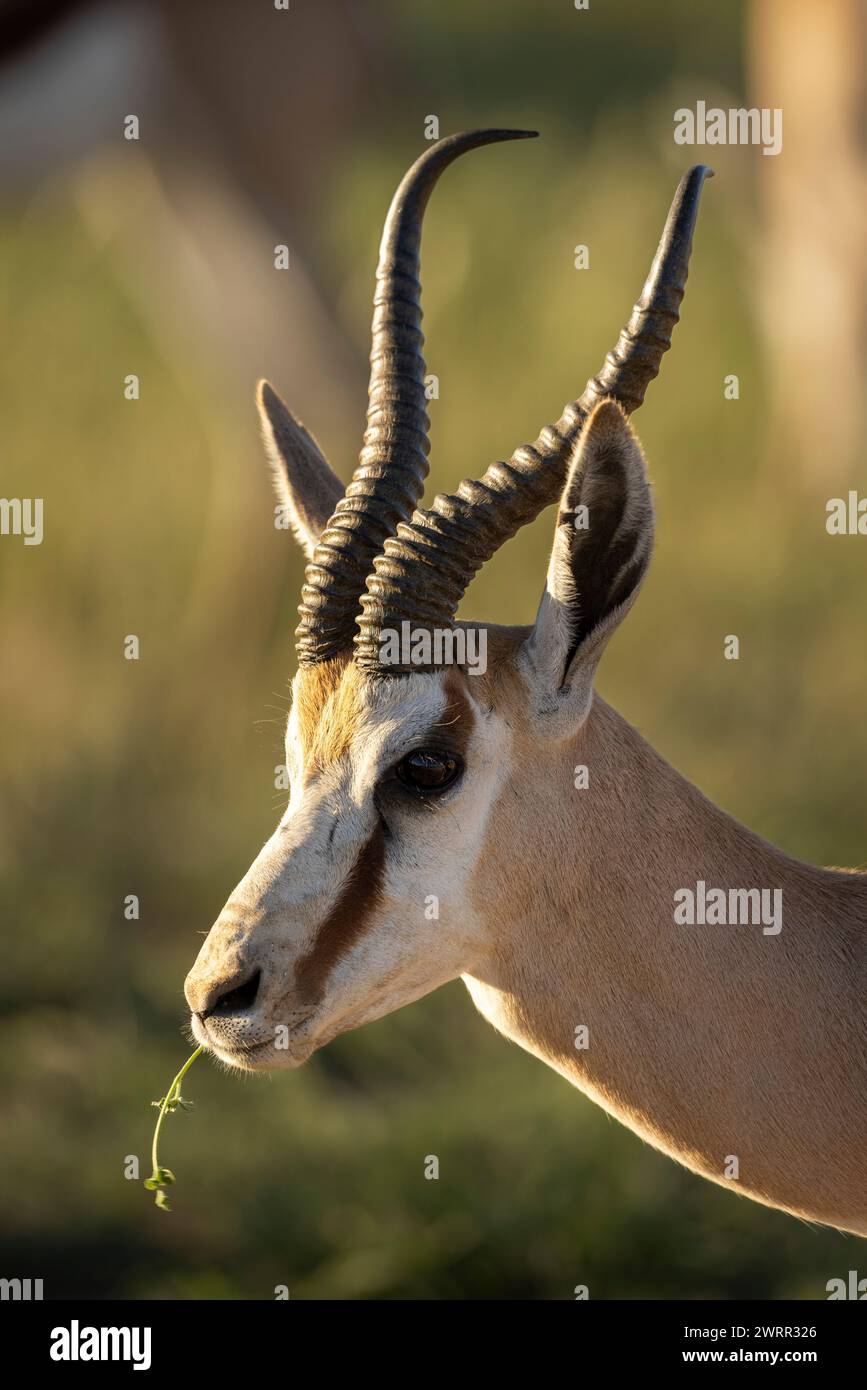 Portrait of a Springbok (Antidorcas marsupialis) ram with leaves in his ...