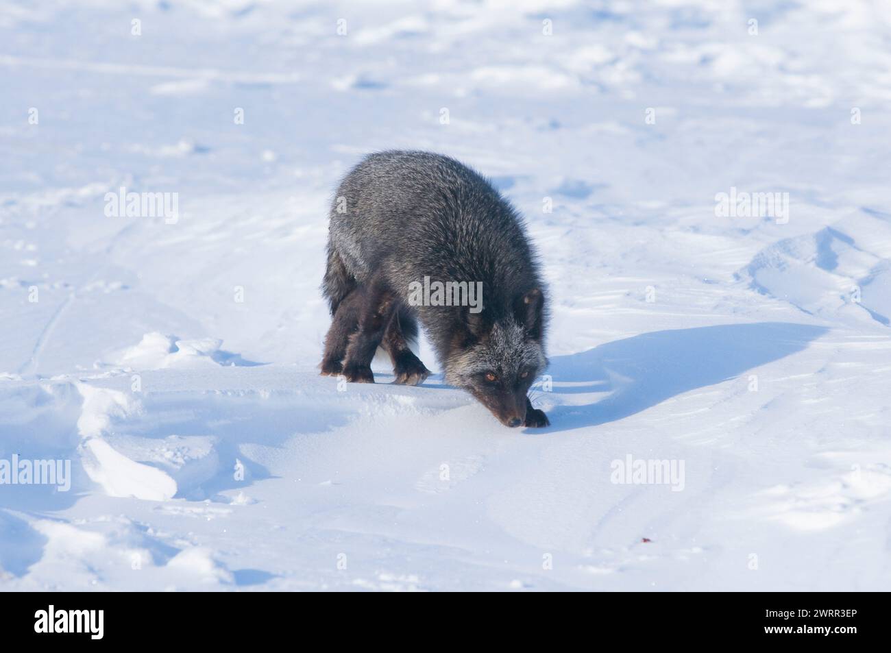 Silver fox profile hi-res stock photography and images - Alamy