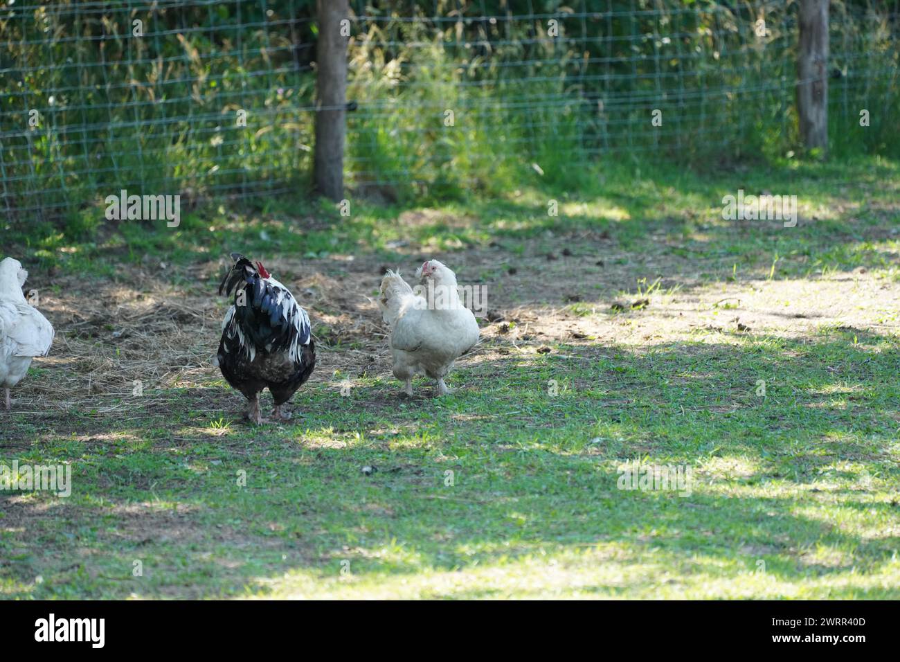 A flock of chickens roam freely in a lush green paddock in the ...