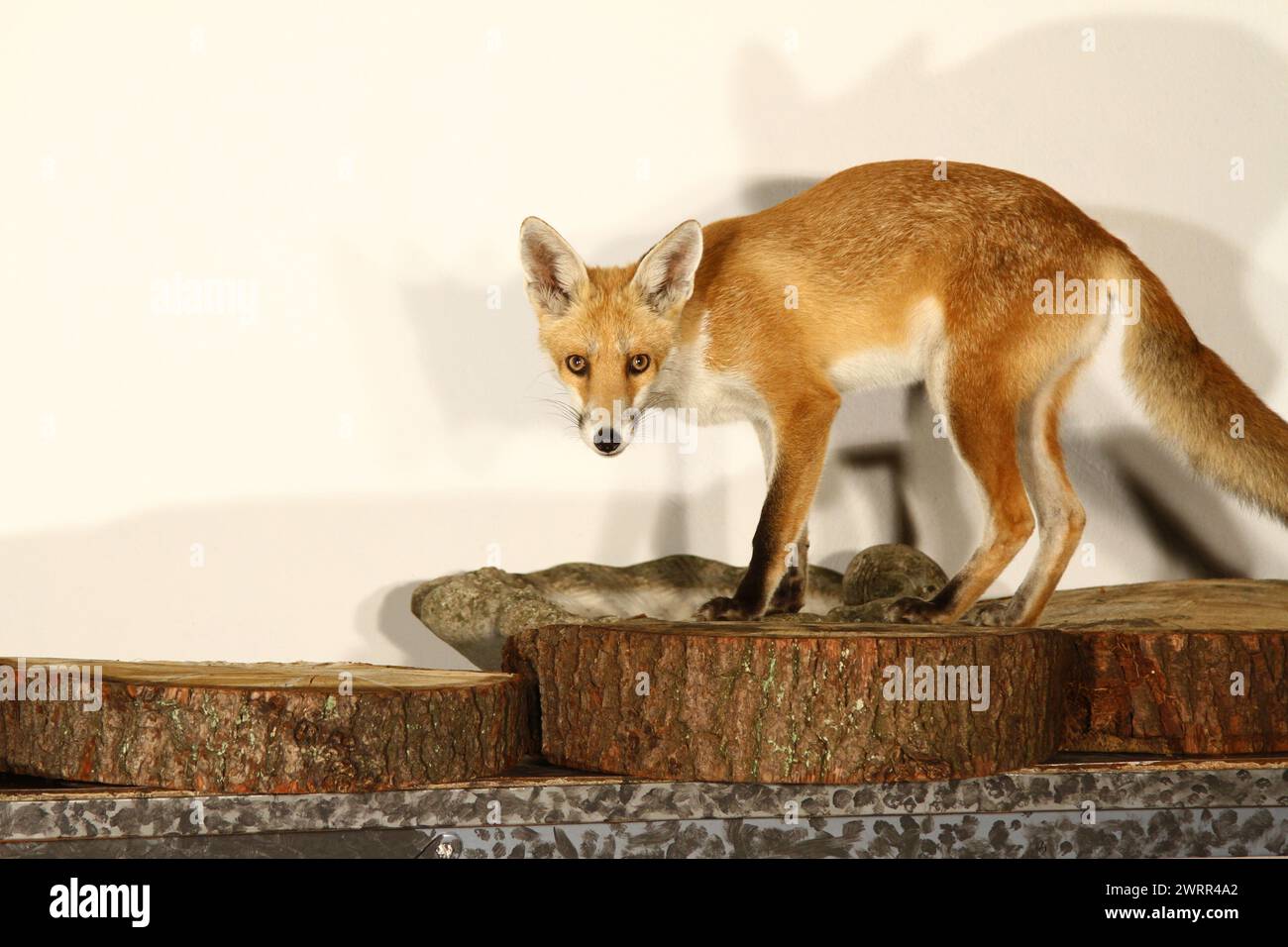 Grey fox cub hi-res stock photography and images - Alamy