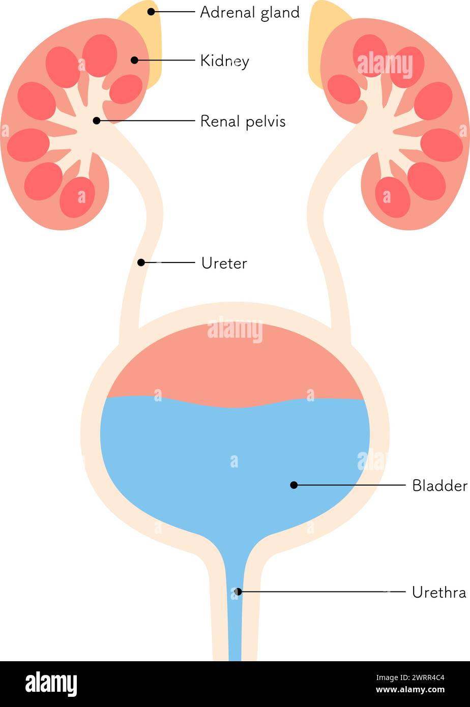Diagrammatic medical illustration of the urinary organs (kidneys, adrenal glands, renal pelvis ...