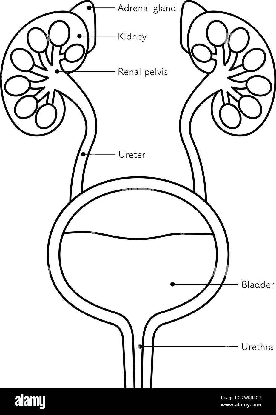 Diagrammatic medical illustration of the urinary organs (kidneys, adrenal glands, renal pelvis ...