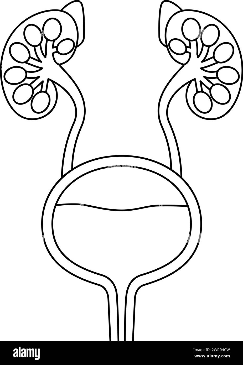 Diagrammatic medical illustration of the urinary organs (kidneys, adrenal glands, renal pelvis ...