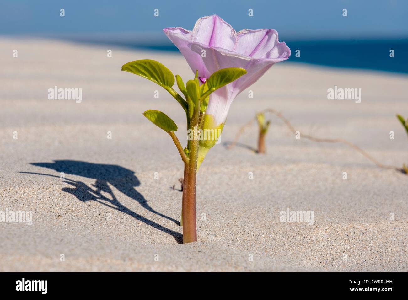 Dampier peninsula hi-res stock photography and images - Alamy