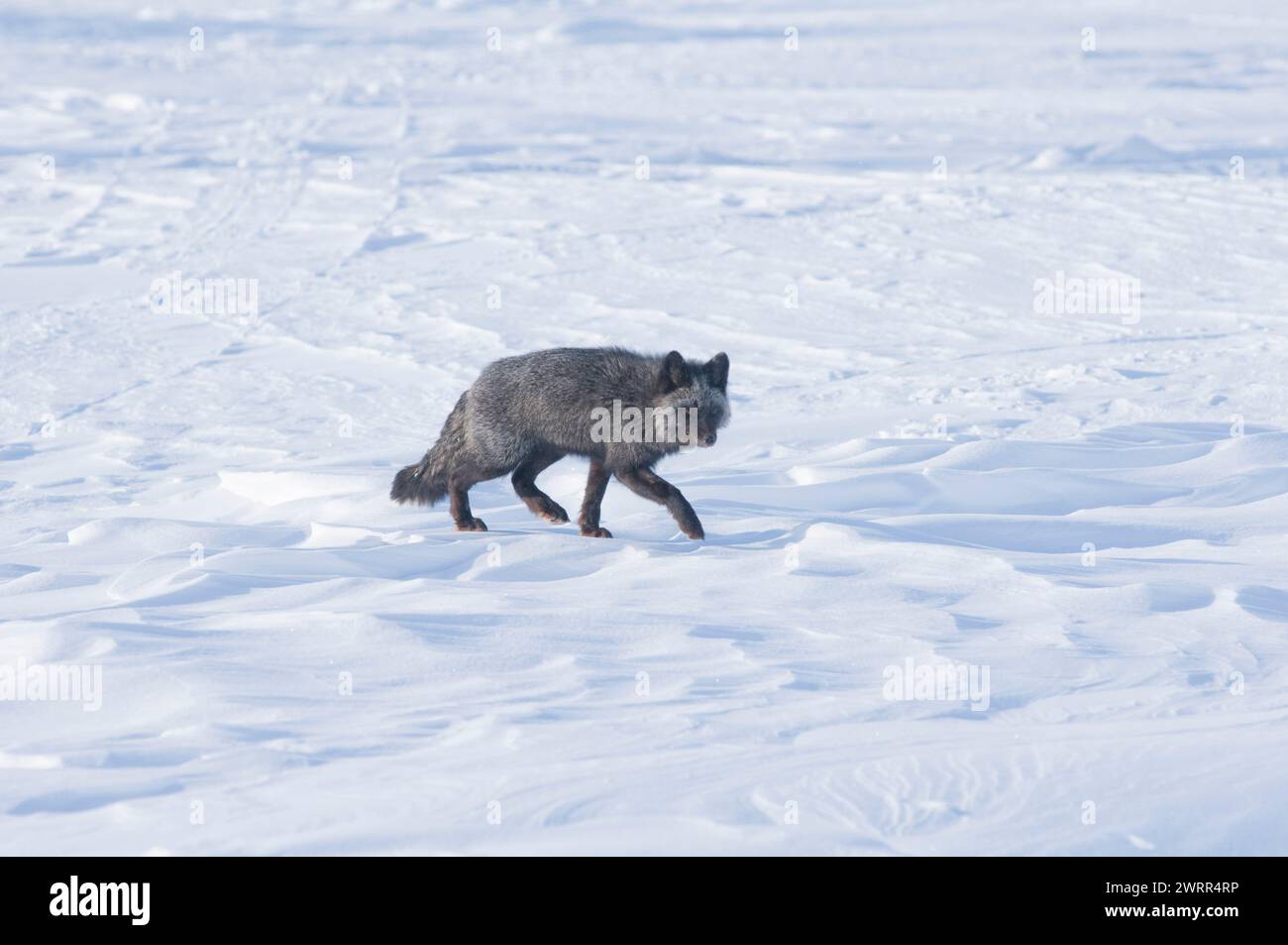 Silver fox profile hi-res stock photography and images - Alamy