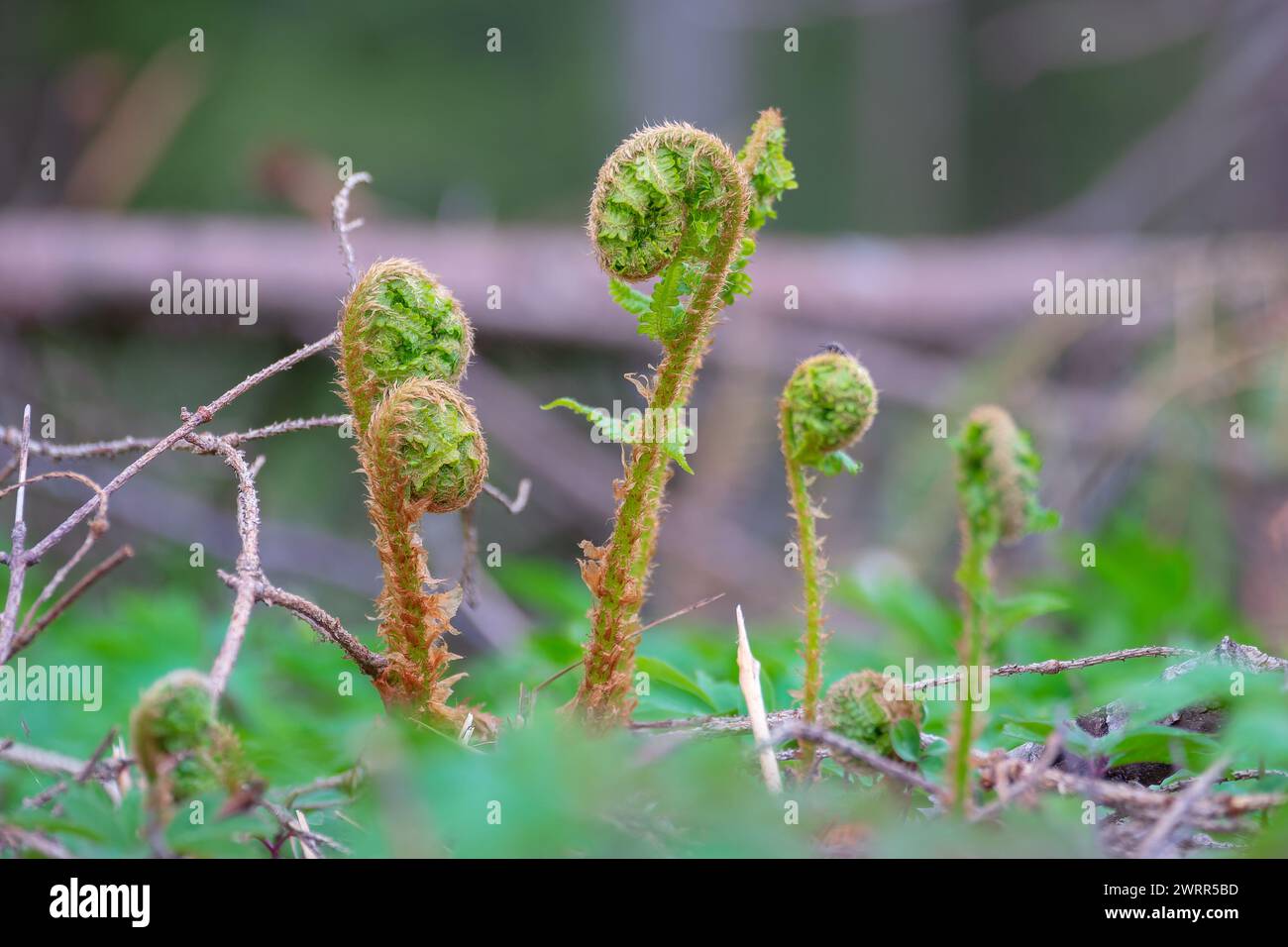 Plant germinating hi-res stock photography and images - Alamy