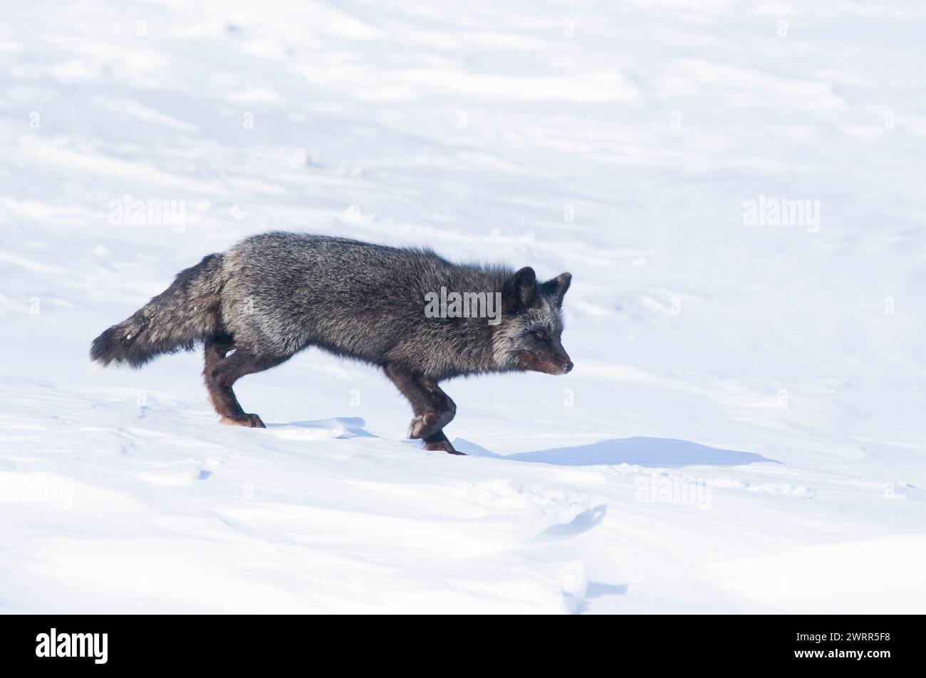 Silver fox profile hi-res stock photography and images - Alamy