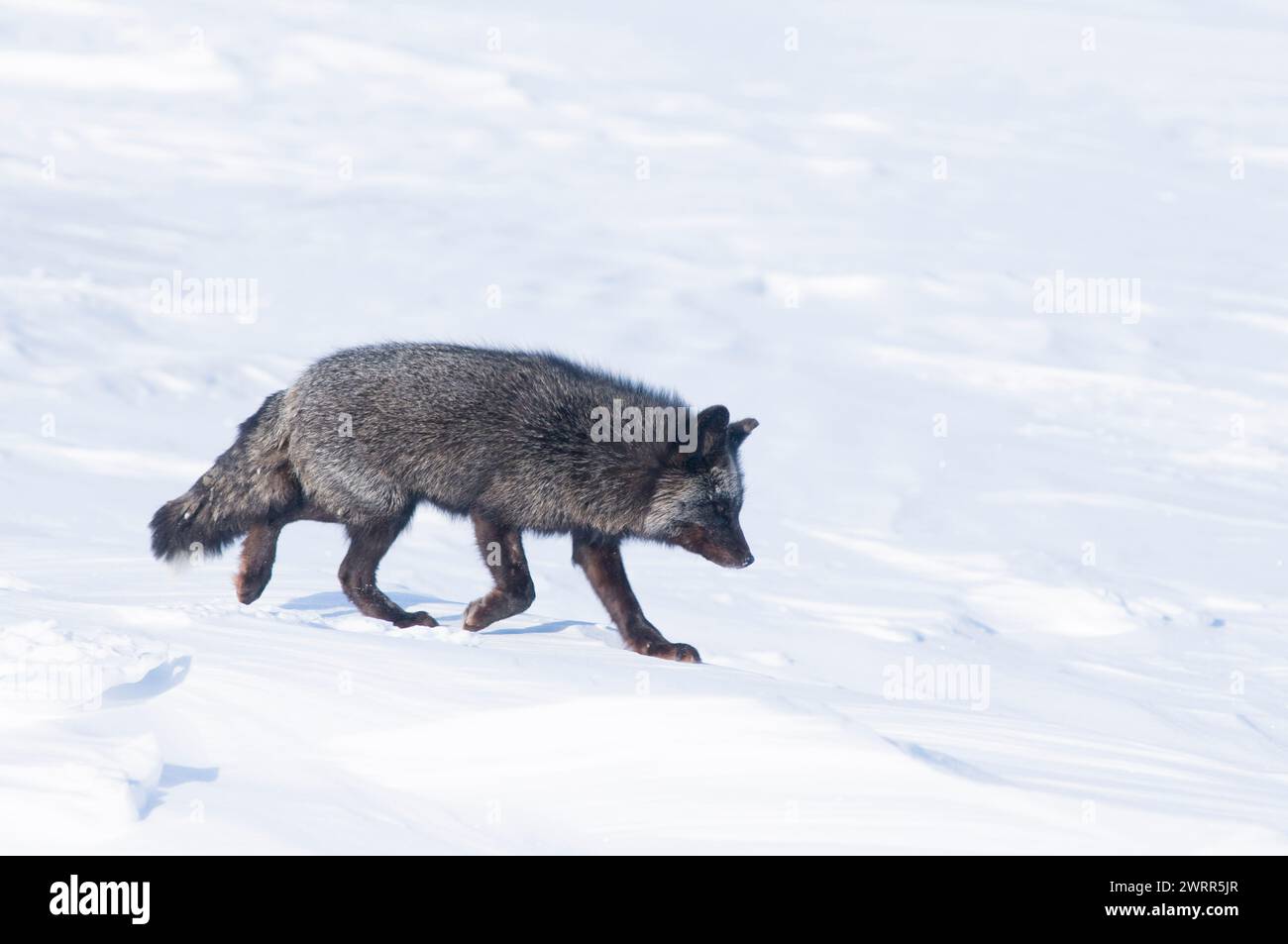 Silver fox profile hi-res stock photography and images - Alamy