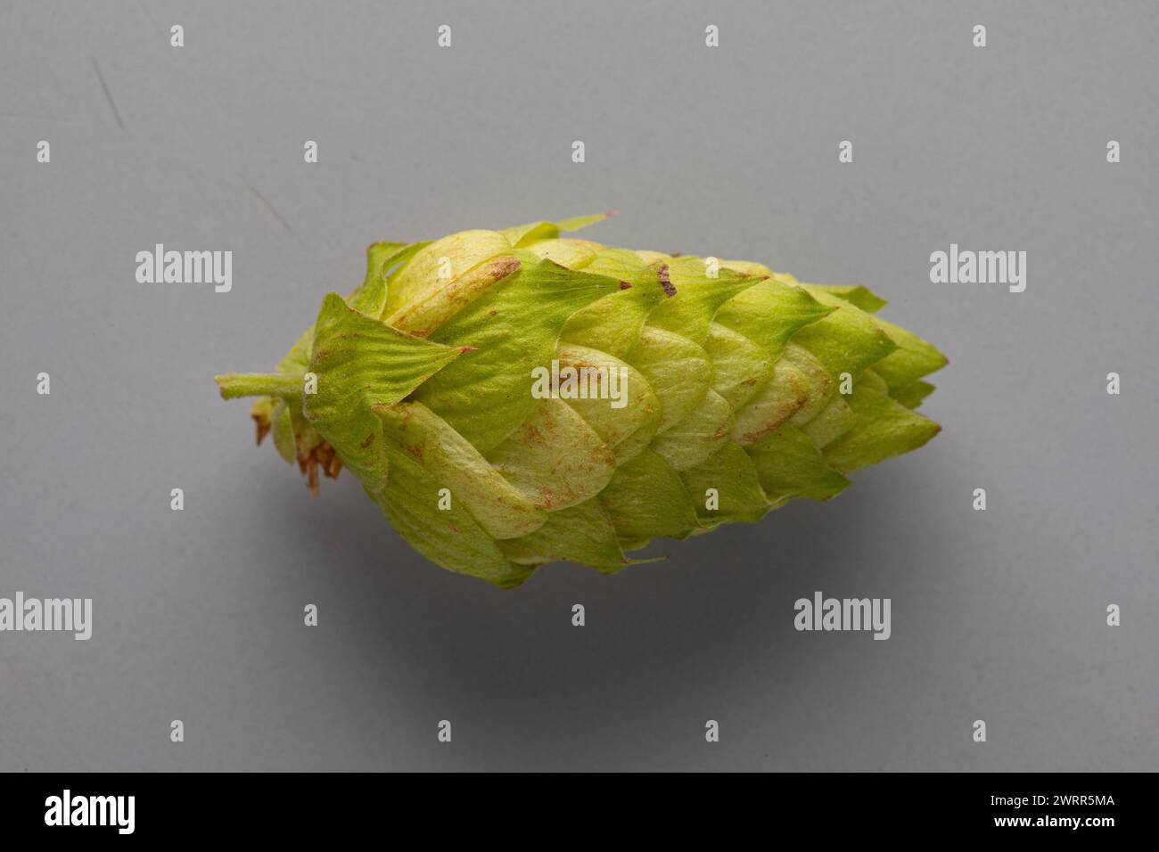 A solitary hop cone lies against a grey backdrop, highlighting its ...