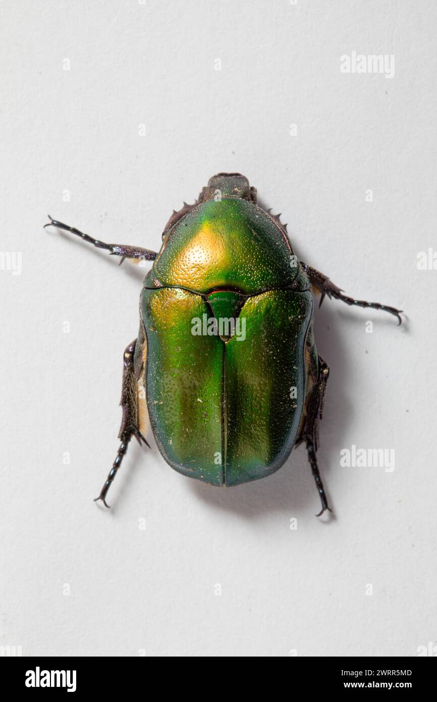 A striking green beetle exhibits its vibrant colors and shiny carapace ...