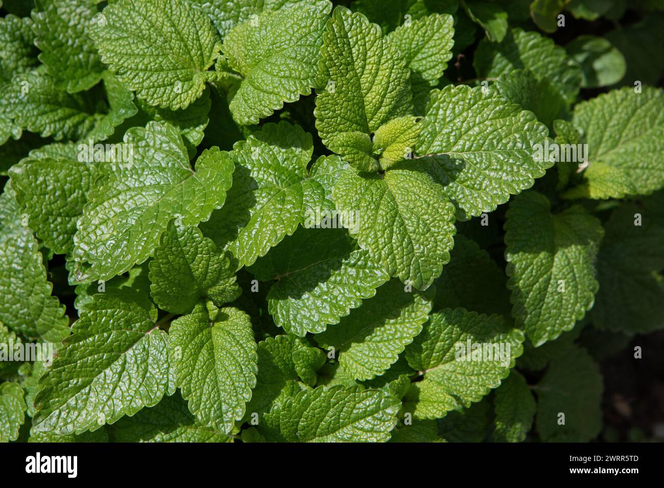 Sun-kissed lemon balm leaves fill the frame with their lush green ...