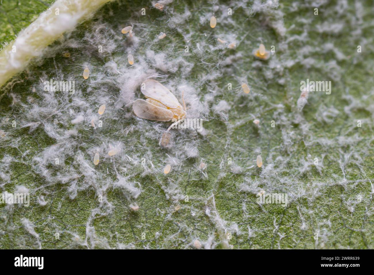 Whitefly (plant pest) with eggs on underside of mulberry leaves Stock ...
