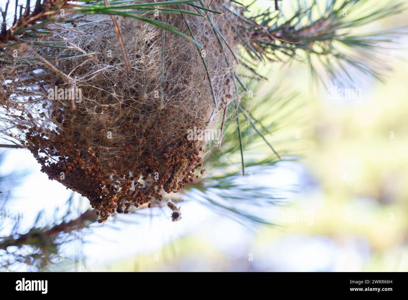 deserted nest of the oak processionary moth, Thaumetopoea processionea Stock Photo - Alamy