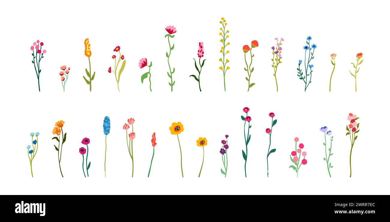 Herbaceous perennials or deciduous shrubs Cut Out Stock Images ...