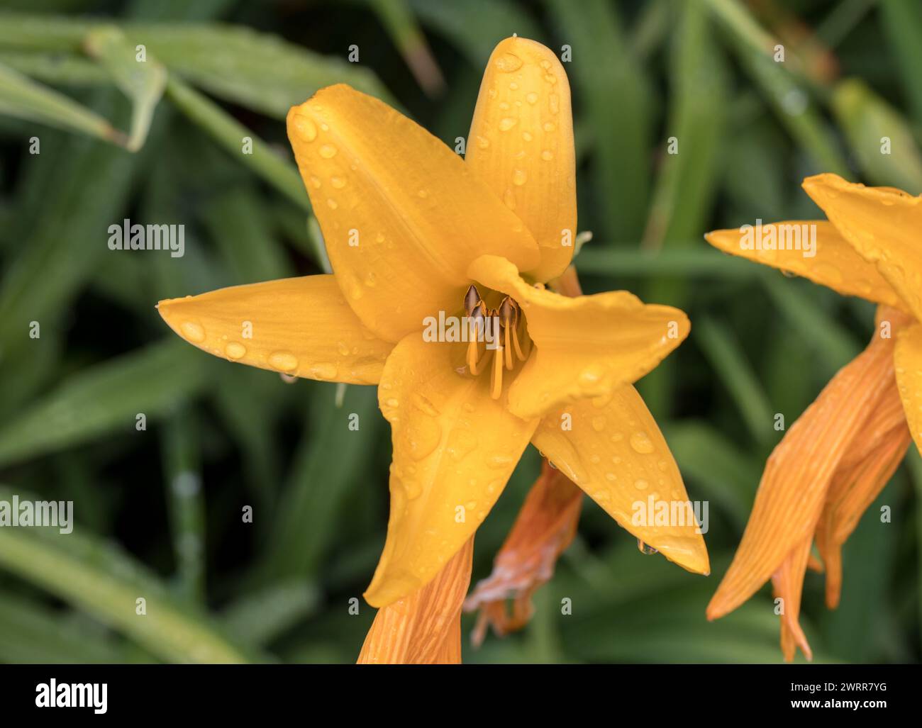 Hemerocallis middendorffii flower . Hemerocallis middendorffii, Amur ...