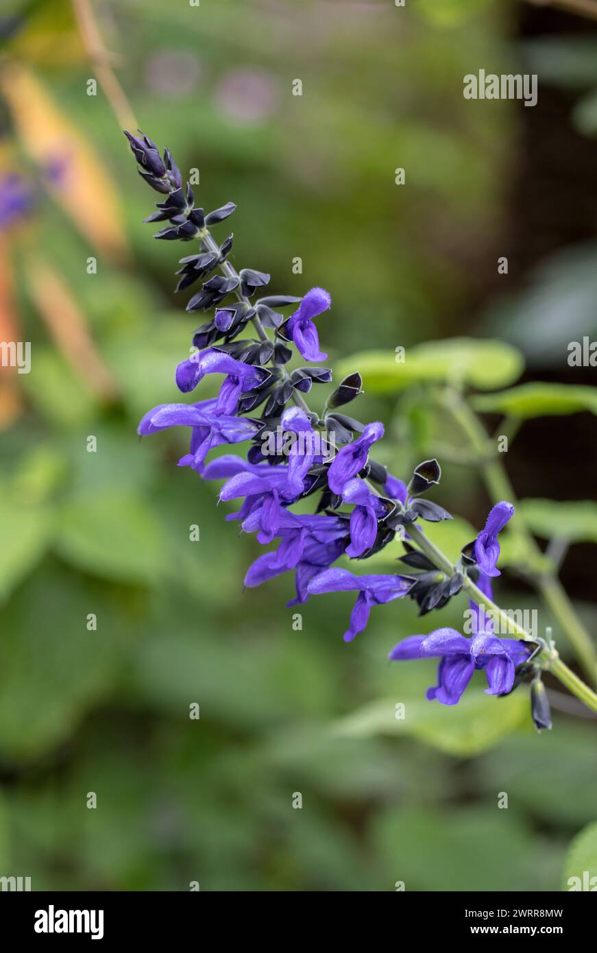 Salvia guaranitica flowers. Lamiaceae perennial plant native to South ...