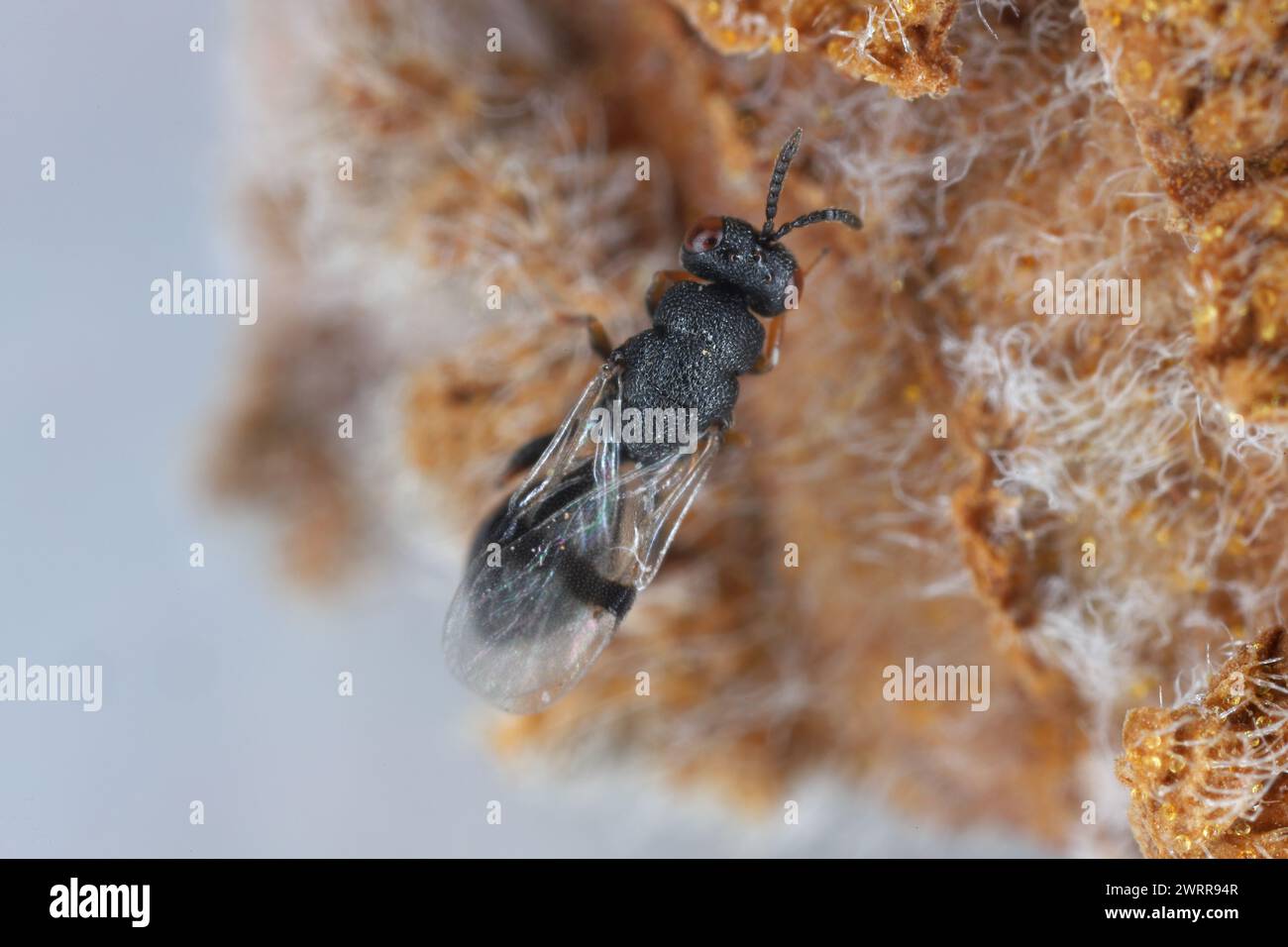 Sycophila submutica or biguttata. from family Eurytomidae. Parasitoid ...