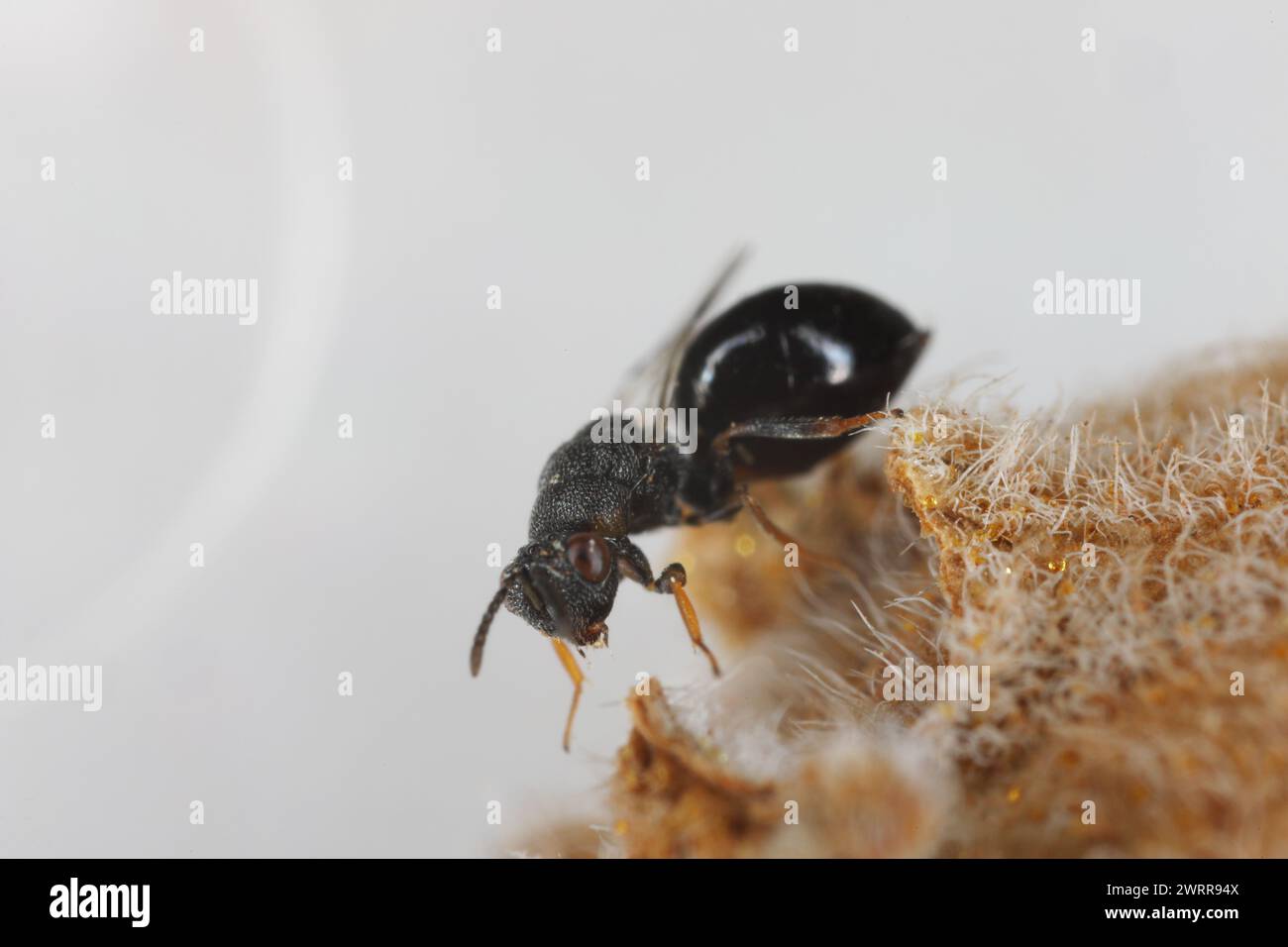 Sycophila submutica or biguttata. from family Eurytomidae. Parasitoid ...