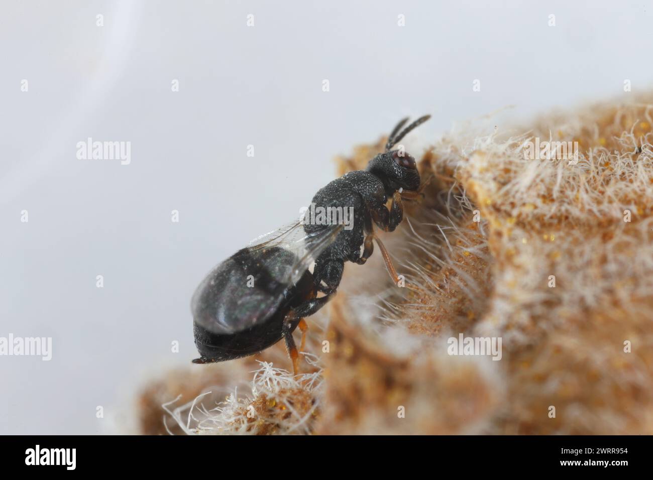 Sycophila submutica or biguttata. from family Eurytomidae. Parasitoid ...