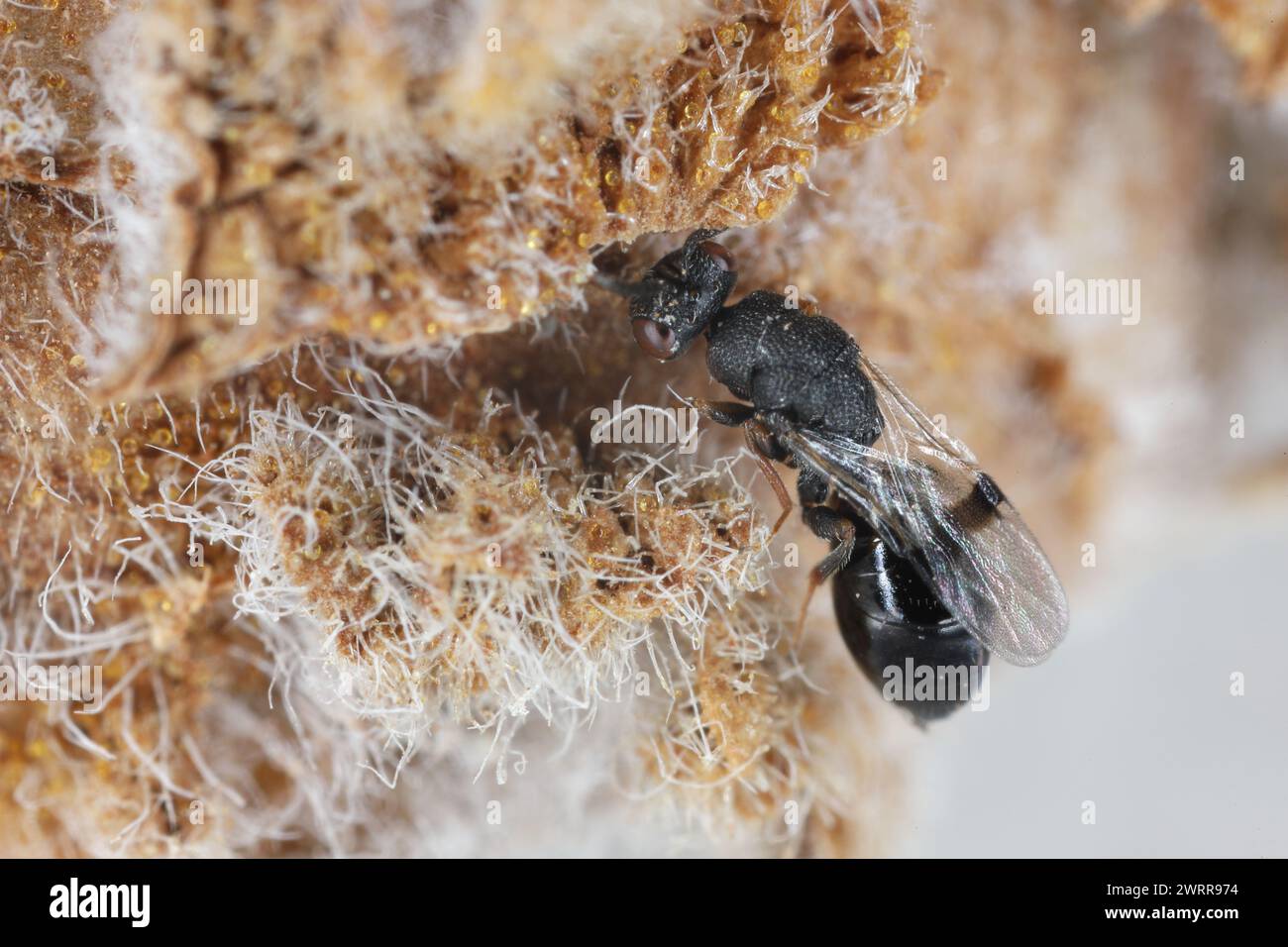 Sycophila submutica or biguttata. from family Eurytomidae. Parasitoid ...