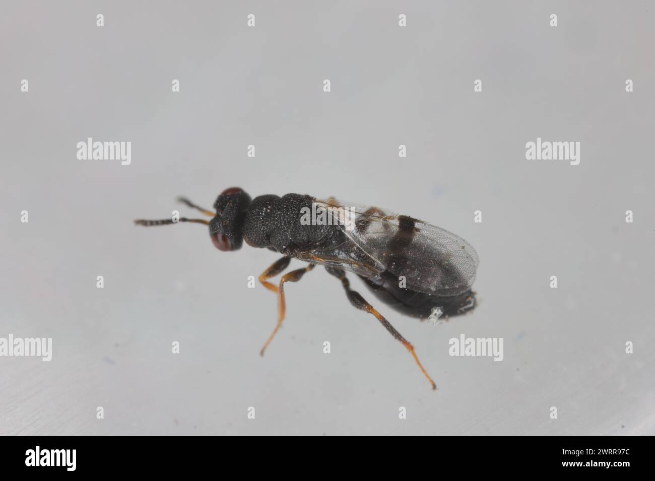 Sycophila submutica or biguttata. from family Eurytomidae. Parasitoid ...