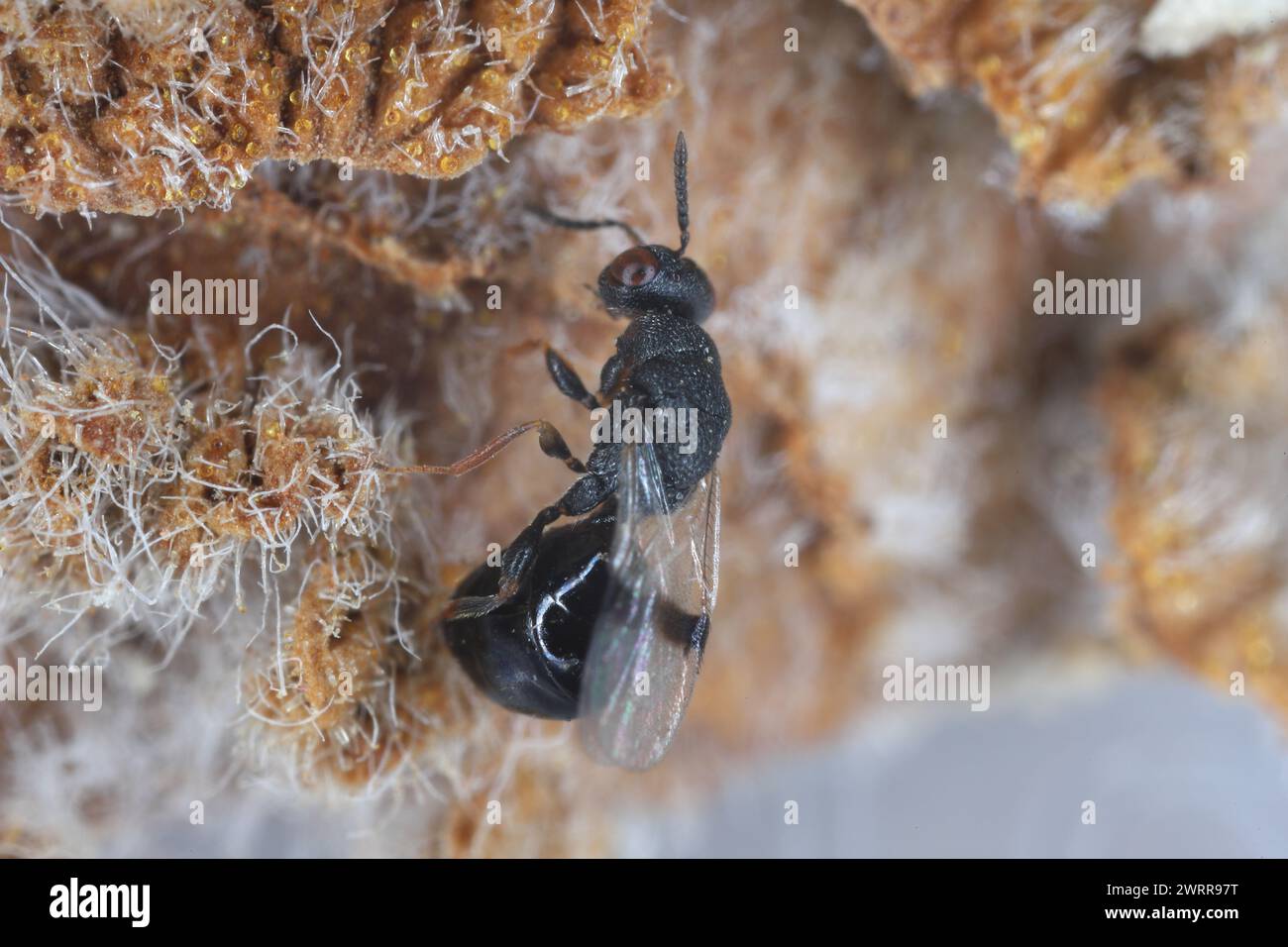 Sycophila submutica or biguttata. from family Eurytomidae. Parasitoid ...