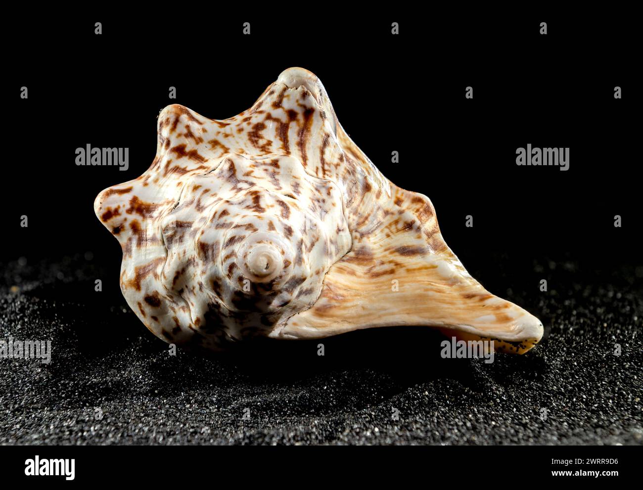 Strombus raninus hi-res stock photography and images - Alamy