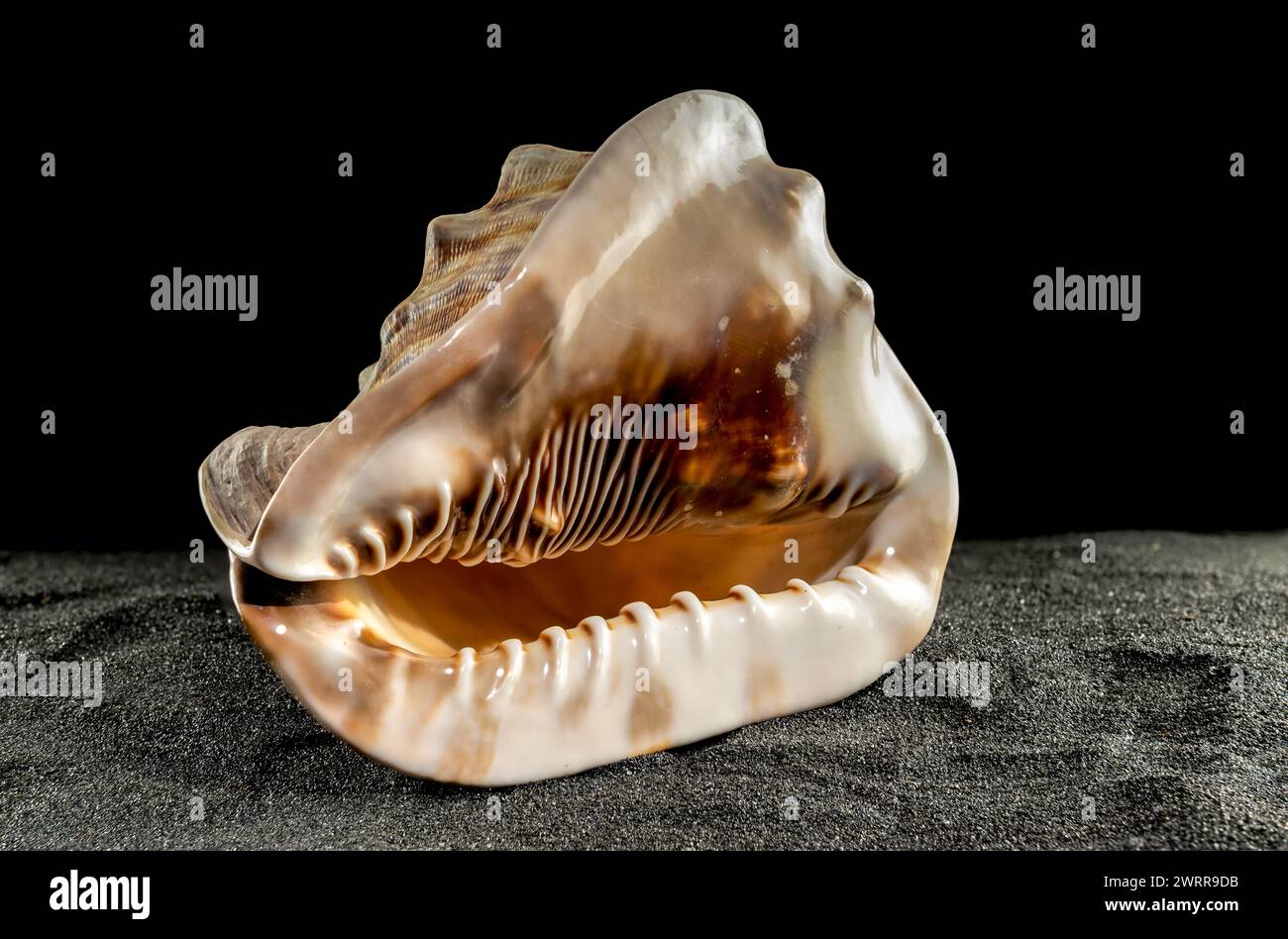 Caribbean King Helmet sea snail shell Cassis Tuberosa on a black sand ...