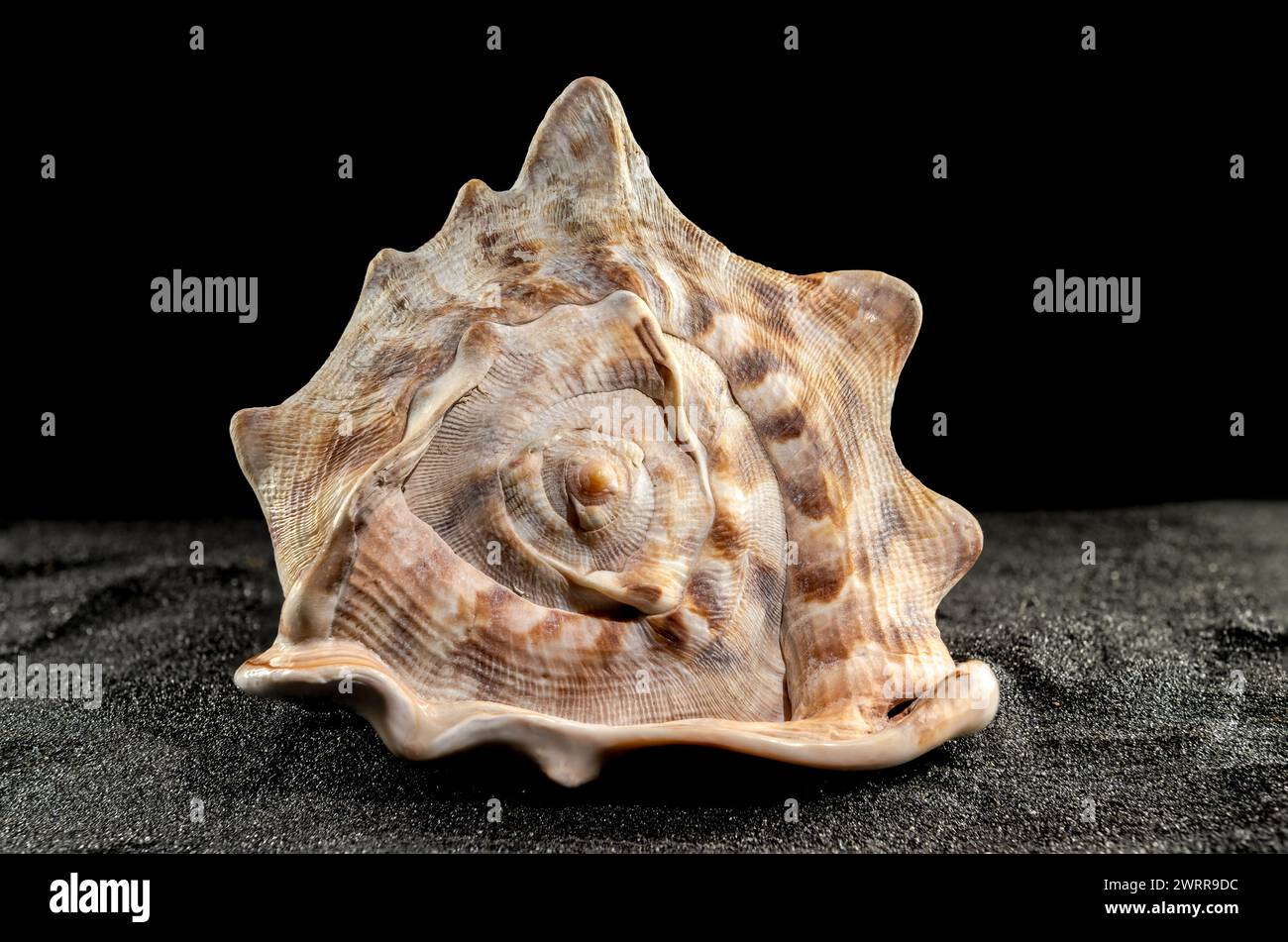Caribbean King Helmet sea snail shell Cassis Tuberosa on a black sand ...
