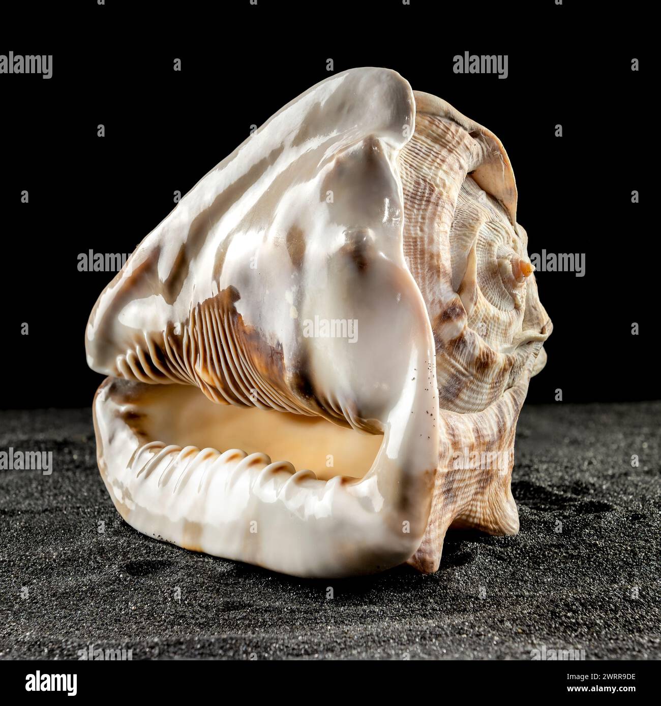 Caribbean King Helmet sea snail shell Cassis Tuberosa on a black sand ...
