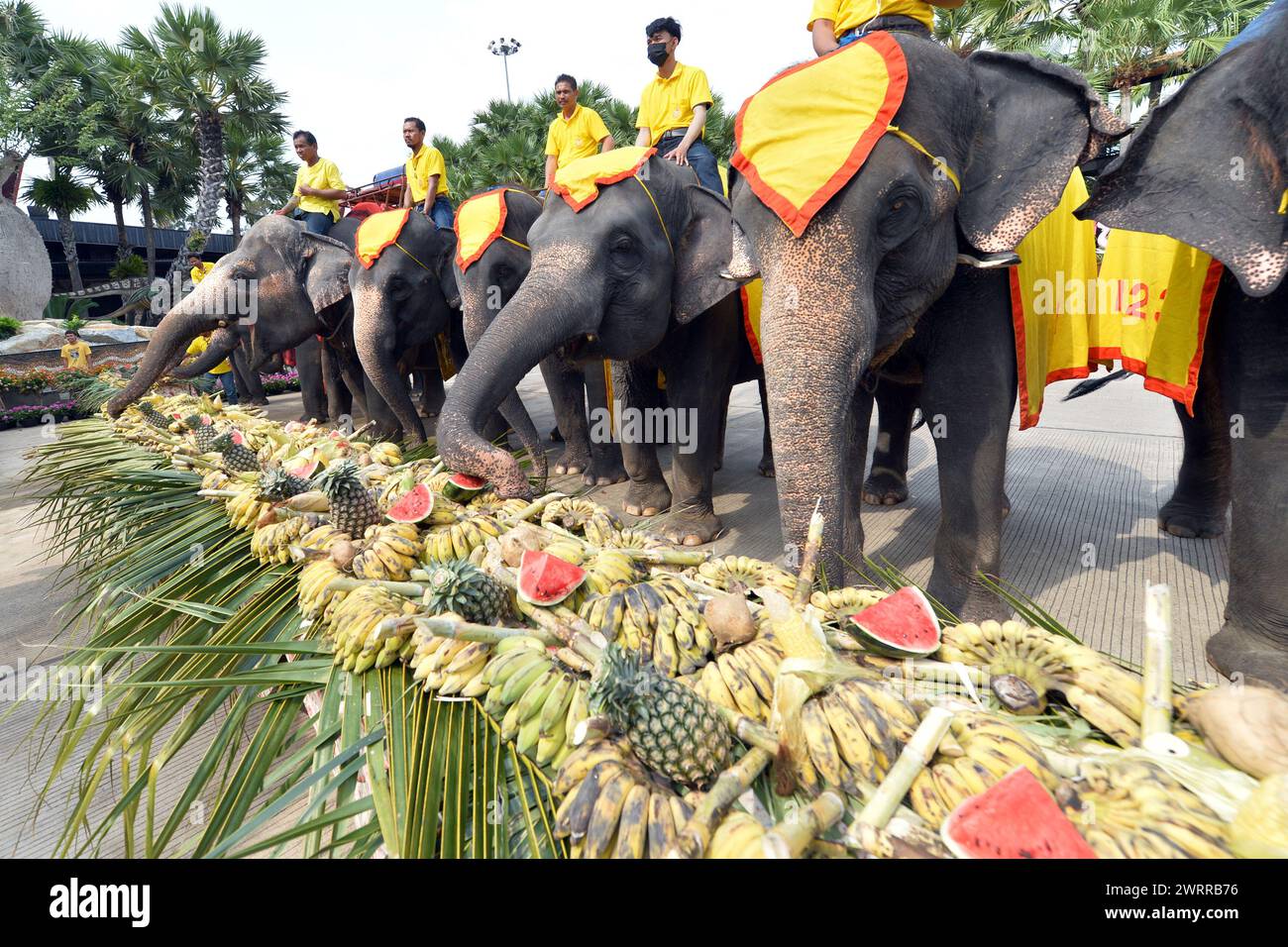 Pattaya, Thailand. 13th Mar, 2024. Elephants eat fruits during an elephant buffet marking the ...