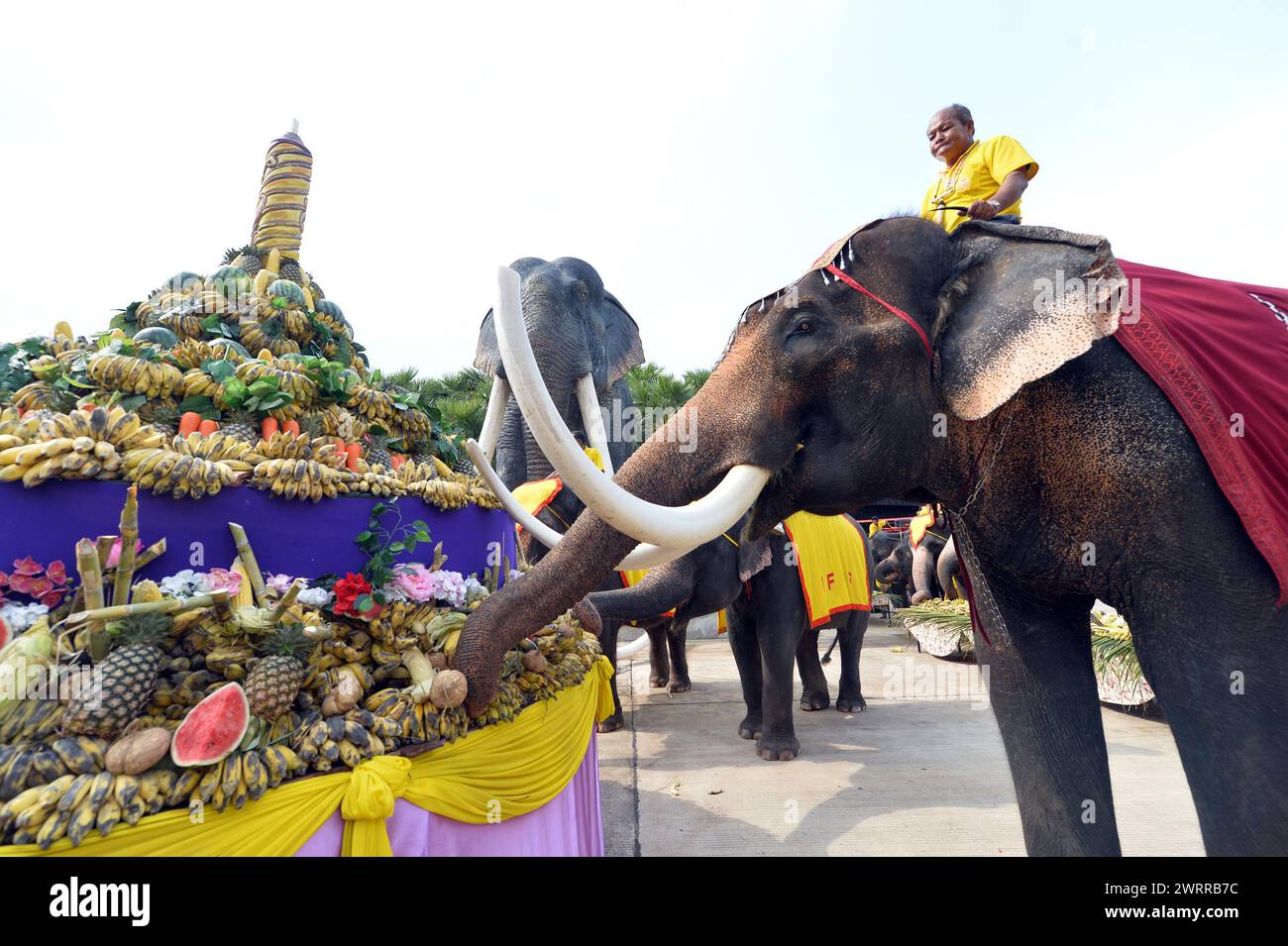 Pattaya, Thailand. 13th Mar, 2024. Elephants eat fruits during an elephant buffet marking the ...
