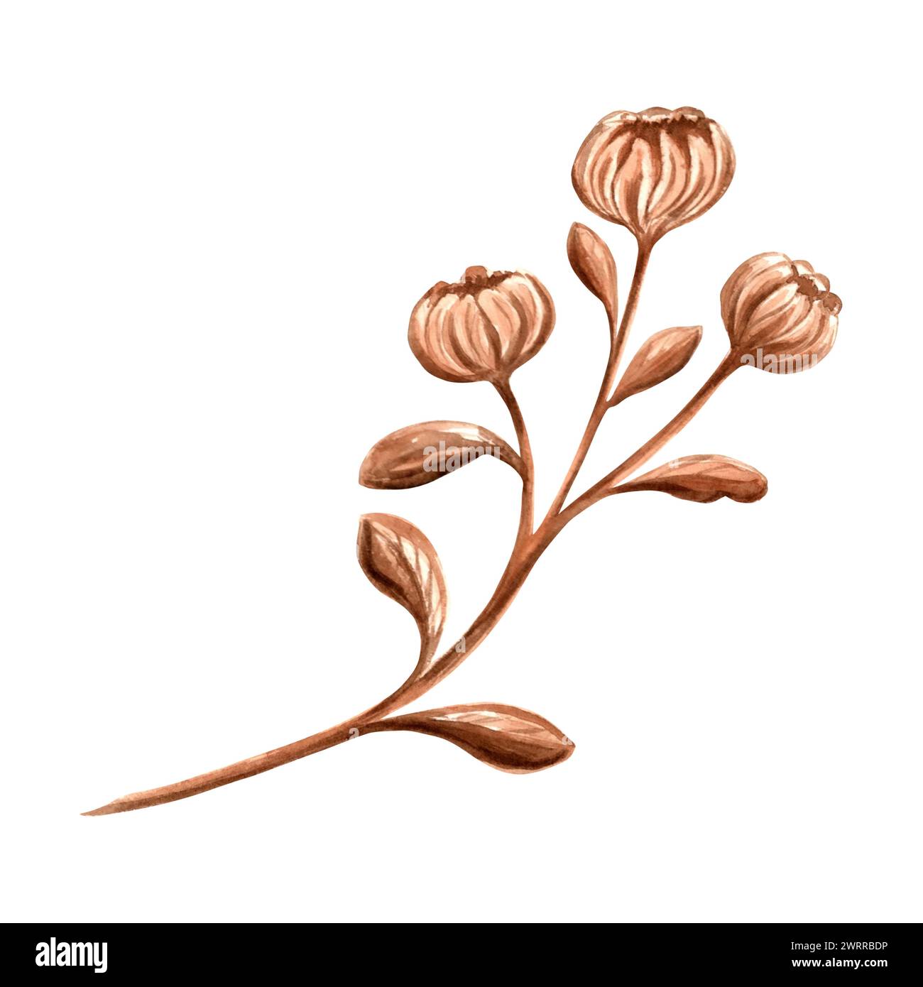 Flower buds chrysanthemum on sprig in watercolor, monochrome, isolated ...