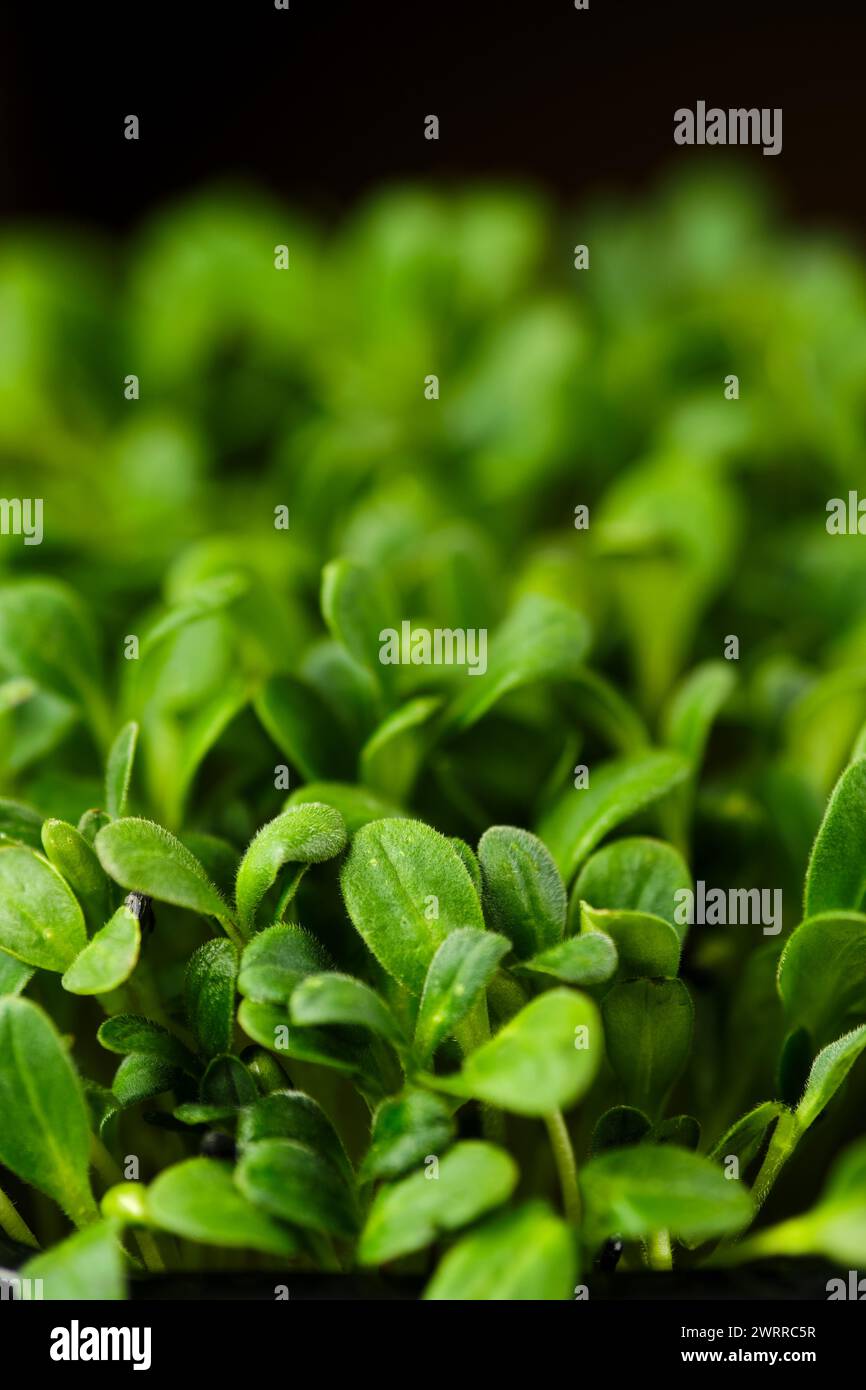 Closeup view of leaves of sprouted watercress seeds, photo with shallow ...