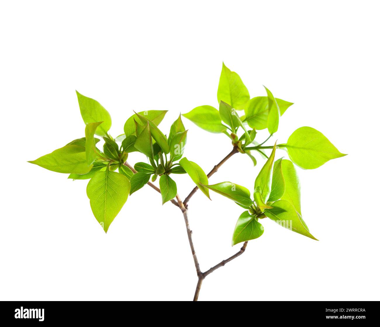 Young branch of Lilac (Syringa vulgaris) isolated on white background ...