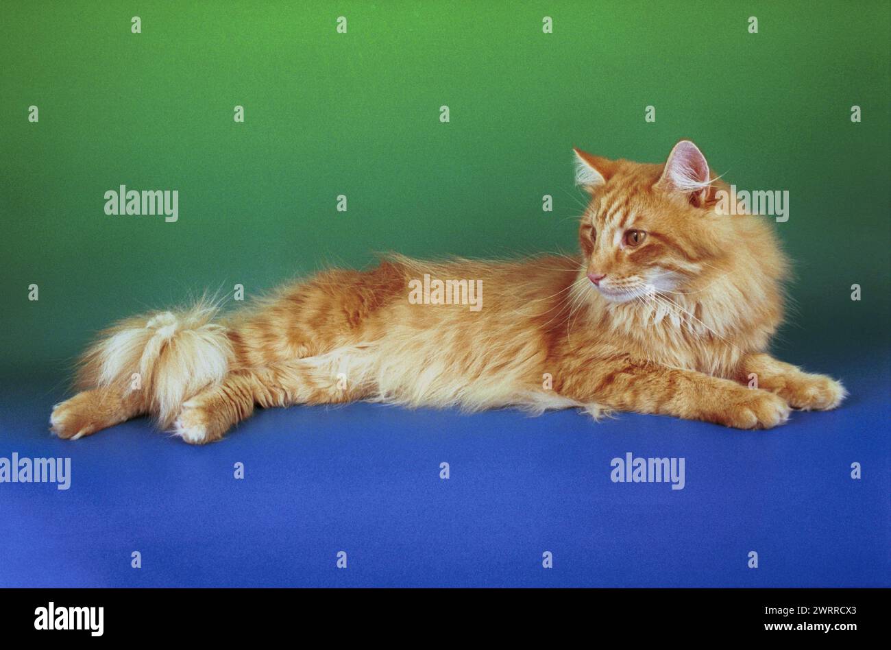 Norwegian Forest Cat Red Tabby Laying Out On A Colourful Green To Blue Background Nfc Stock