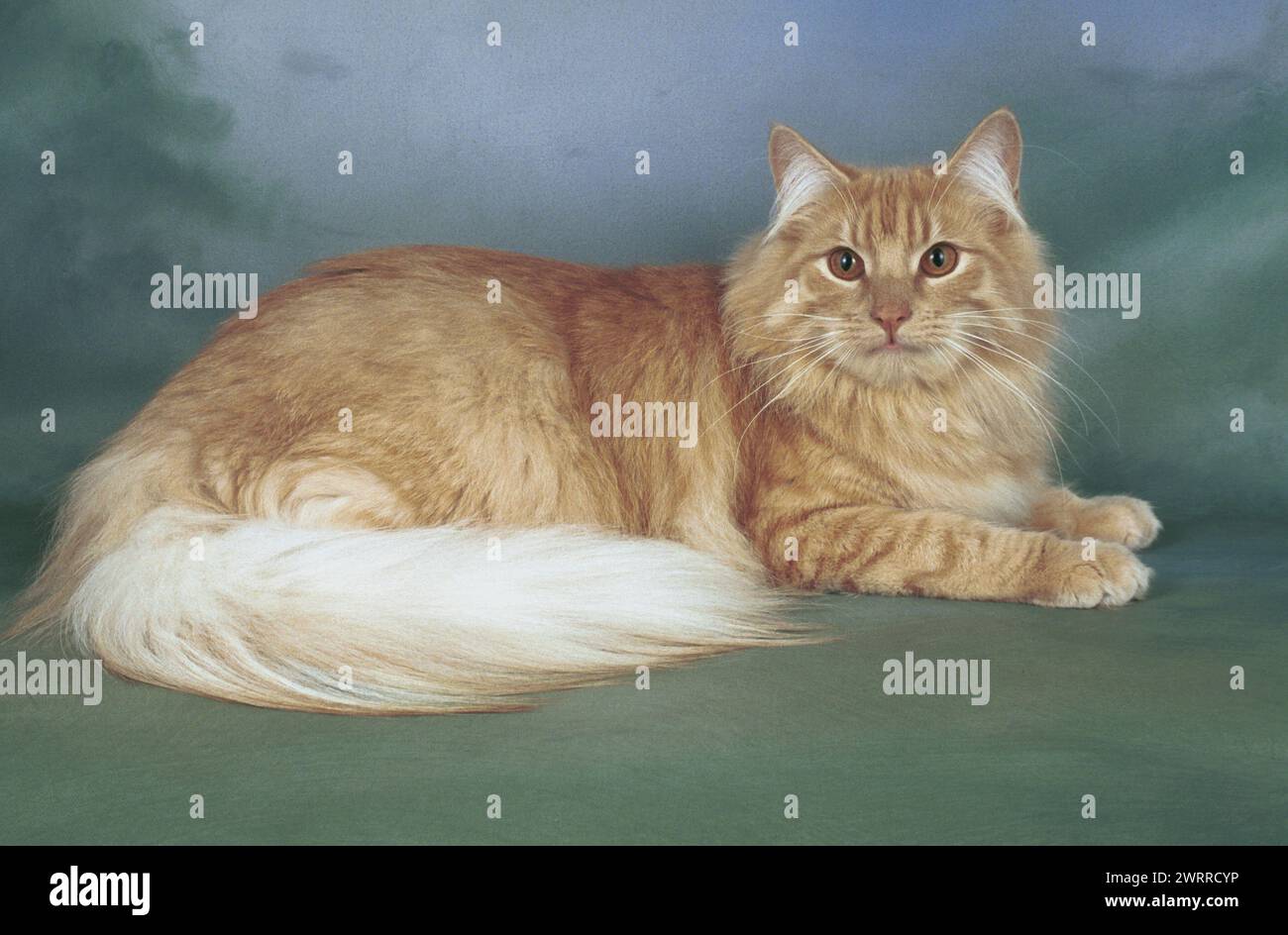 Maine Coon Cream Smoke Amber Eyes Alert Expression Layed Stock Photo ...