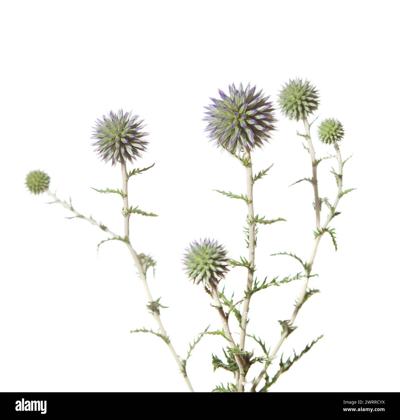Echinops sphaerocephalus inflorescences isolated on white background ...