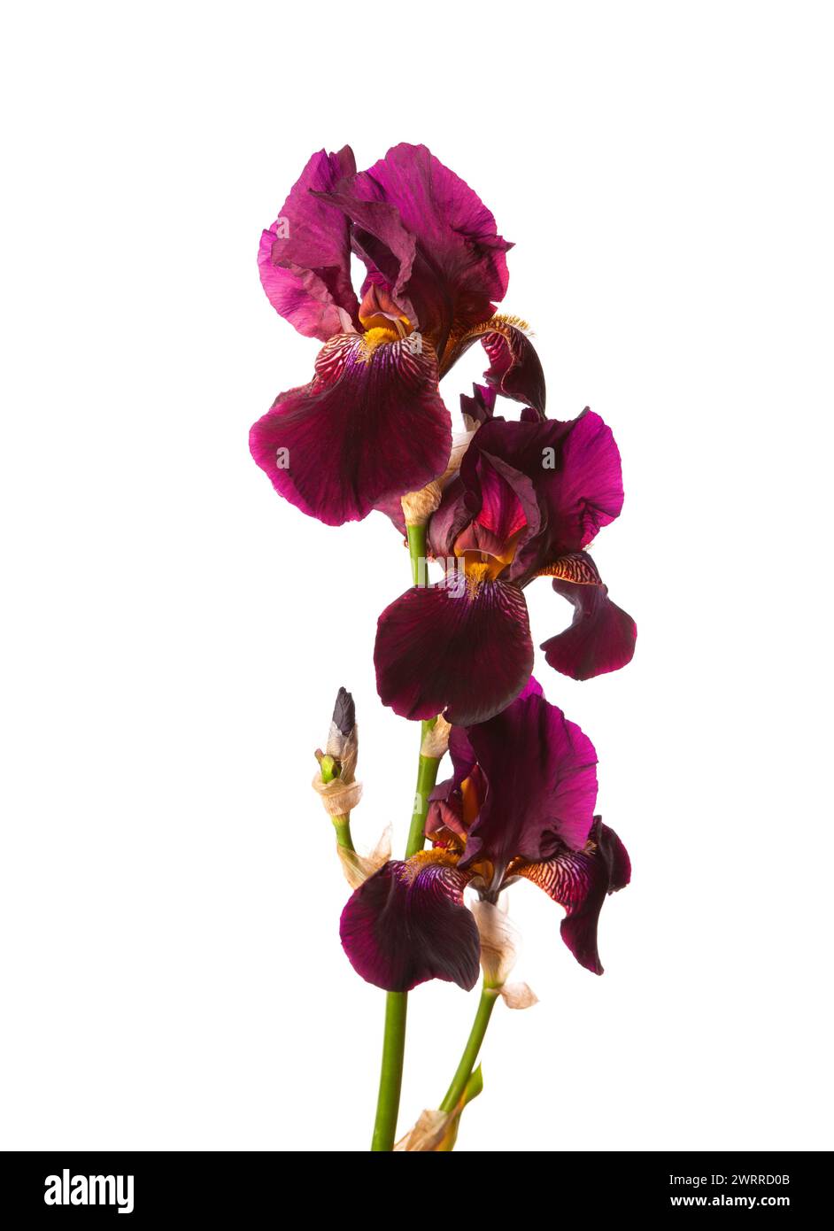 Beautiful irises isolated on hi-res stock photography and images - Alamy