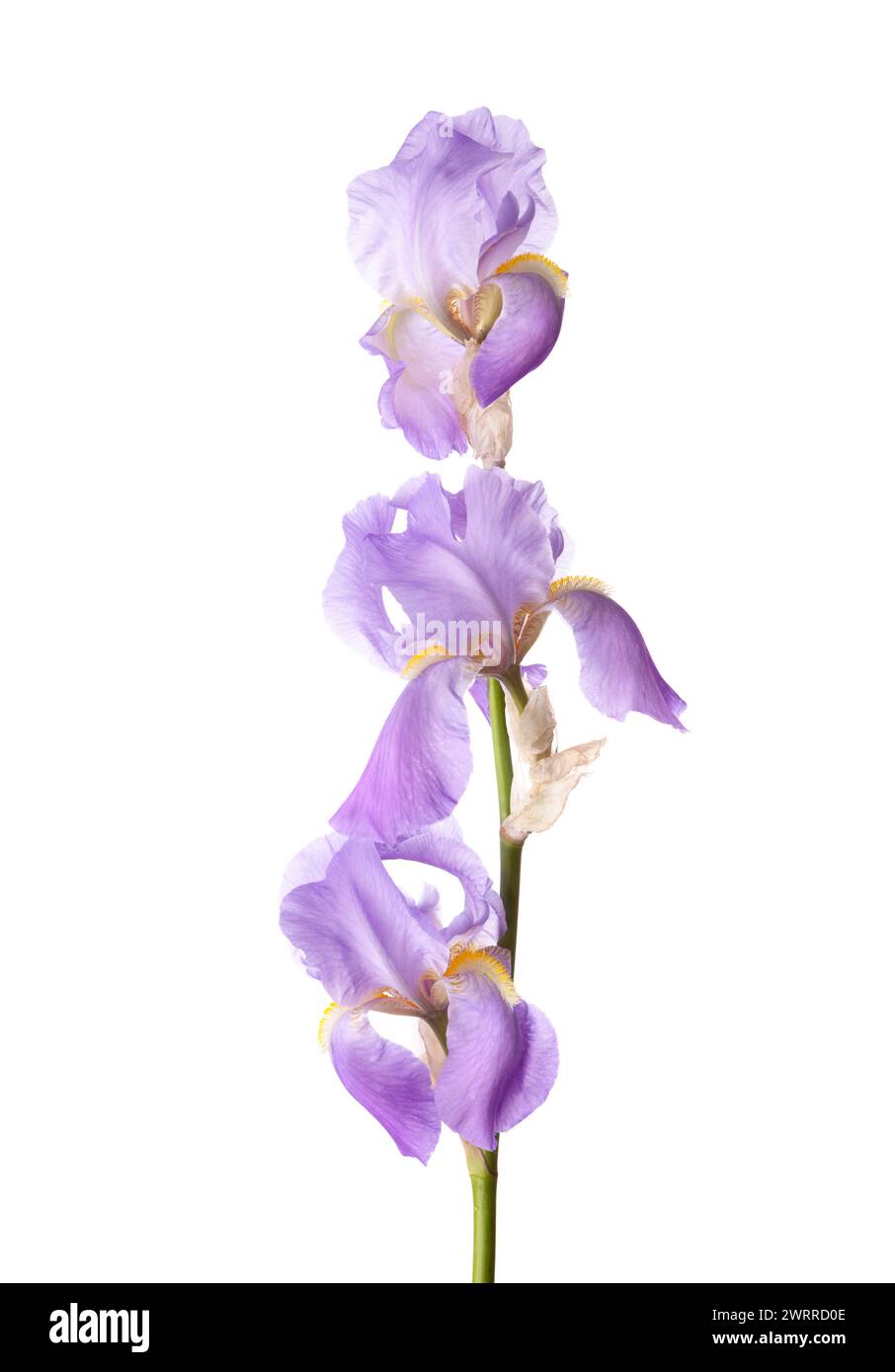 Beautiful irises isolated on hi-res stock photography and images - Alamy